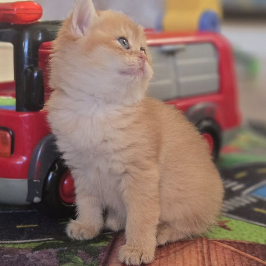 Шотландские золотые шиншиллы котята