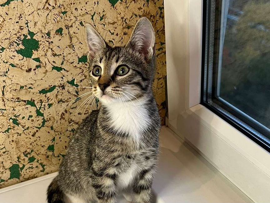 Котёнок,котик,шпротик,полосатик грустит на балконе