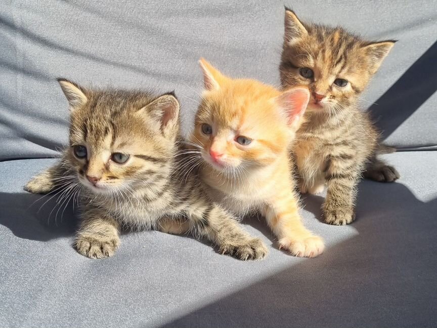 Котята от Сибирской мамы