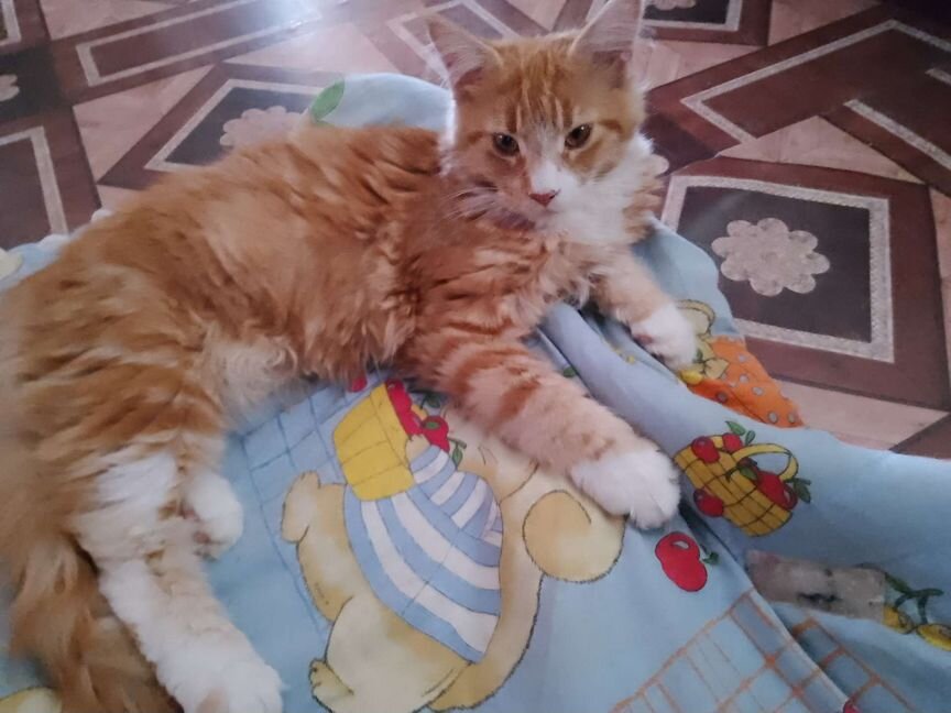 Кошки бесплатно