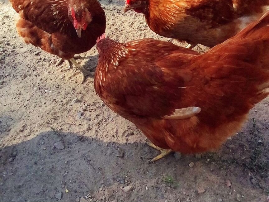 Куры несушки