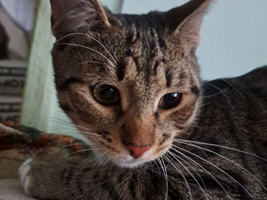 Котёнок тигренок с iq 100