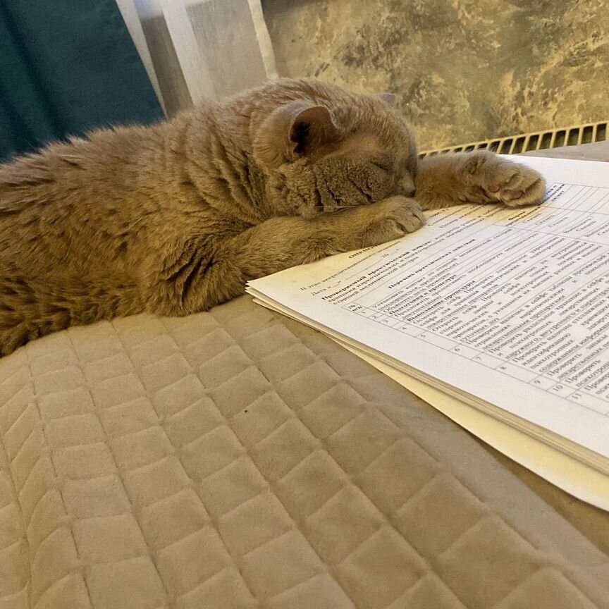Отдам в добрые руки