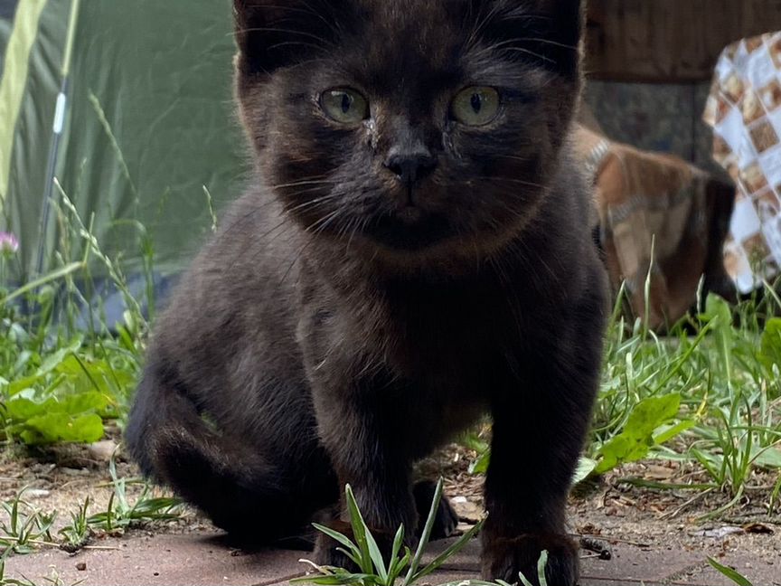 Котенок бесплатно