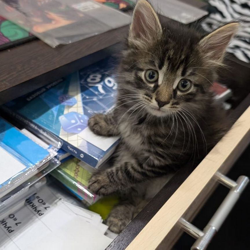 Котенок в добрые руки бесплатно