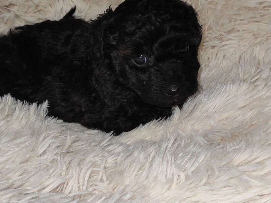 Карликовый пудель