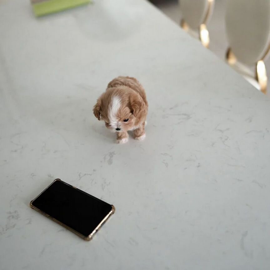 Мальтипу микро Корея