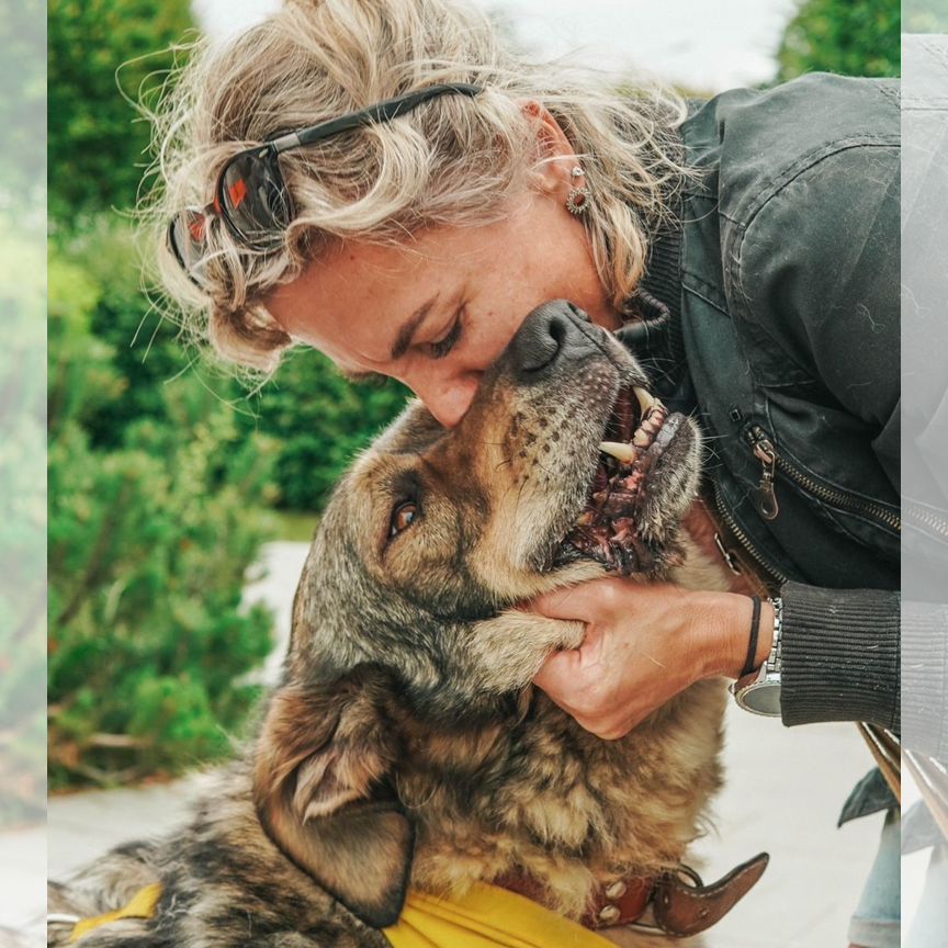 Взрослый пёс в добрые руки