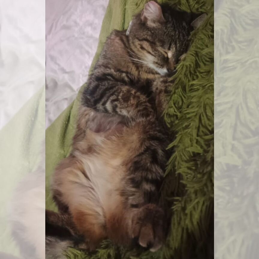 Взрослая кошка в добрые руки