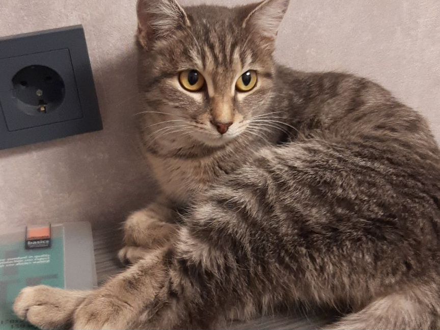 Котейка девочка 6-7 мес найдена 2 поселковая 22