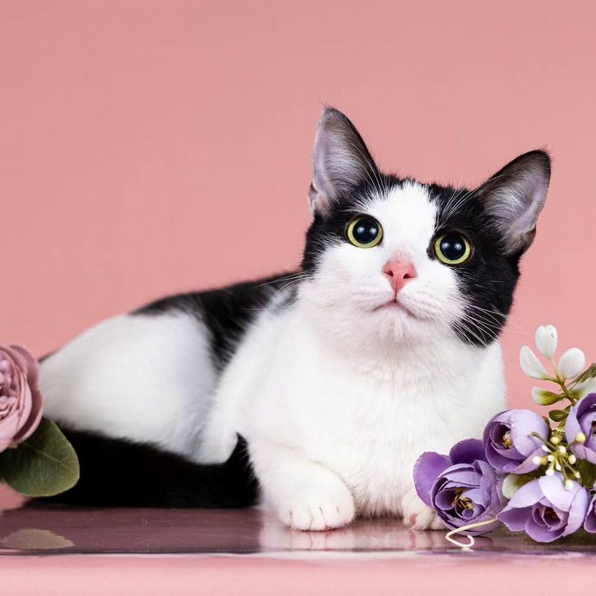 Кошечка в добрые руки