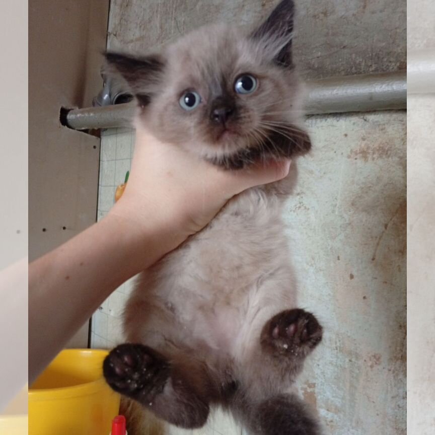 Котёнок в добрые руки