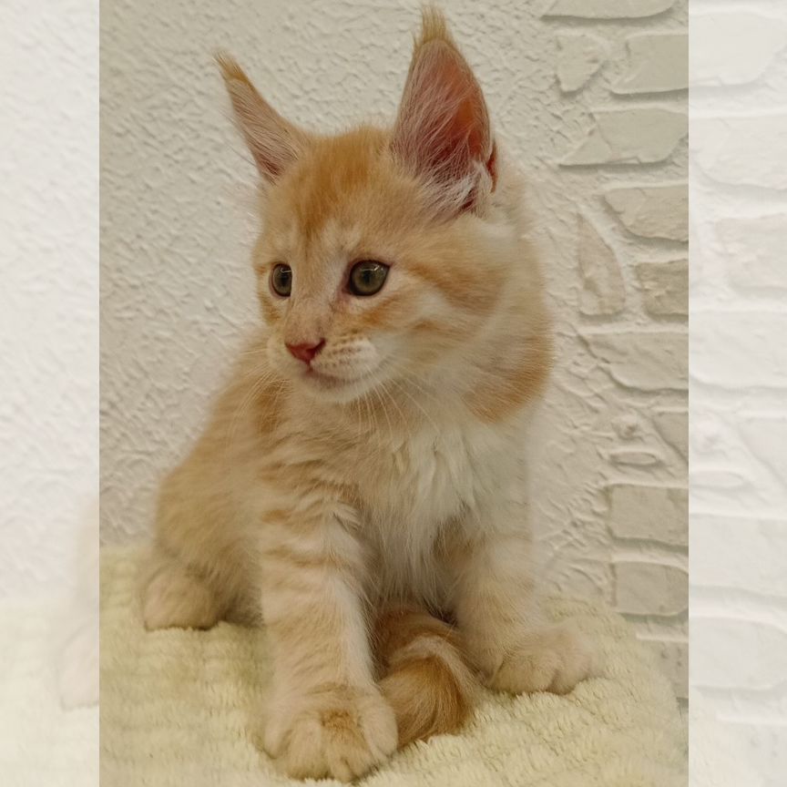 Мейн-кун котёнок