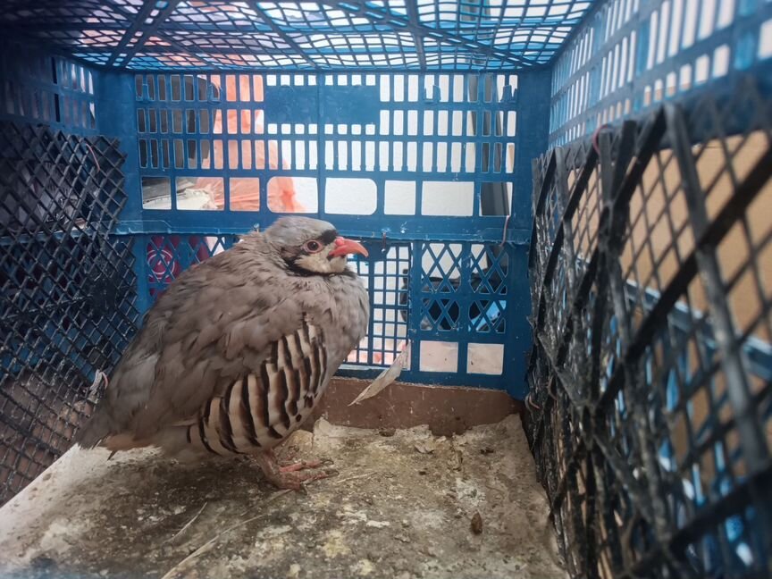 Кеклик самец