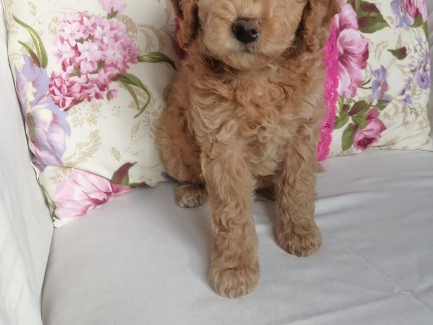 Мальчик абрикос