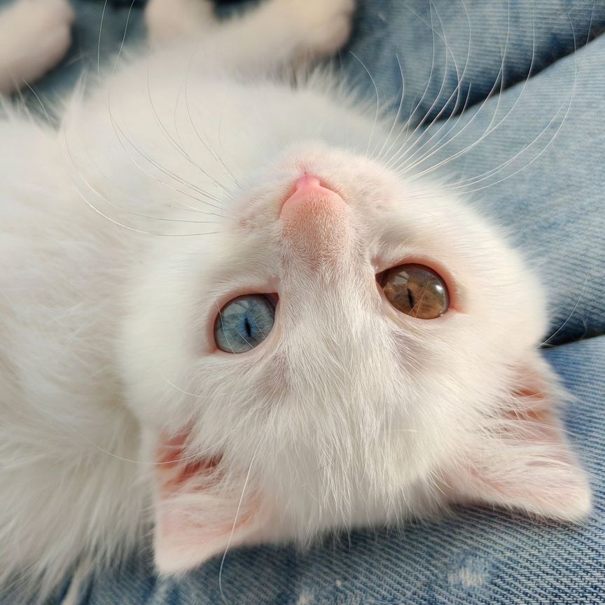 Котенок Бусинка