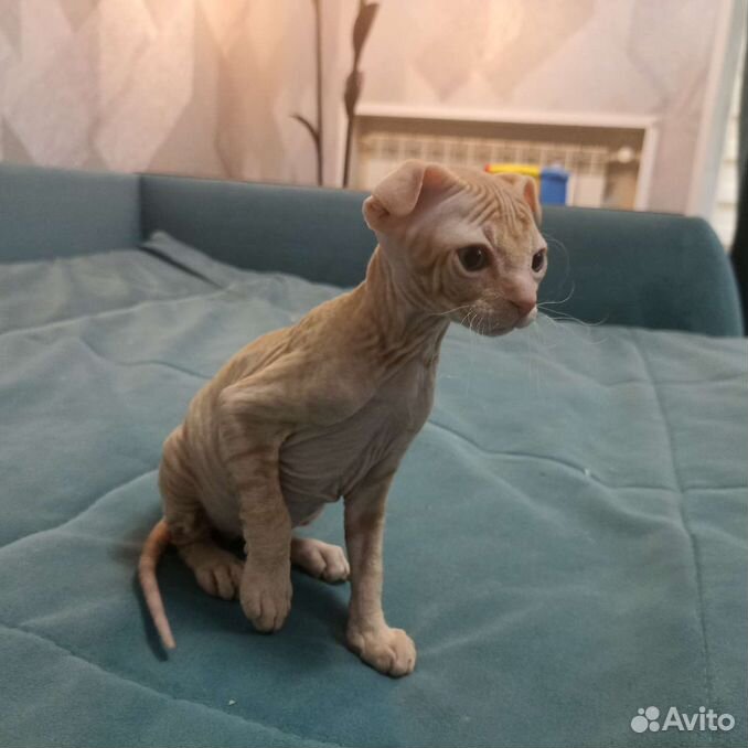 Вислоухий сфинкс