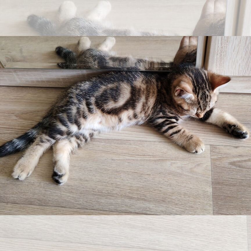 Шотландский прямоухий короткошёрстный котёнок