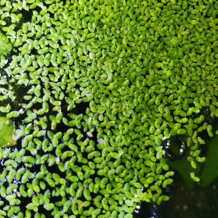 Ряска для аквариума