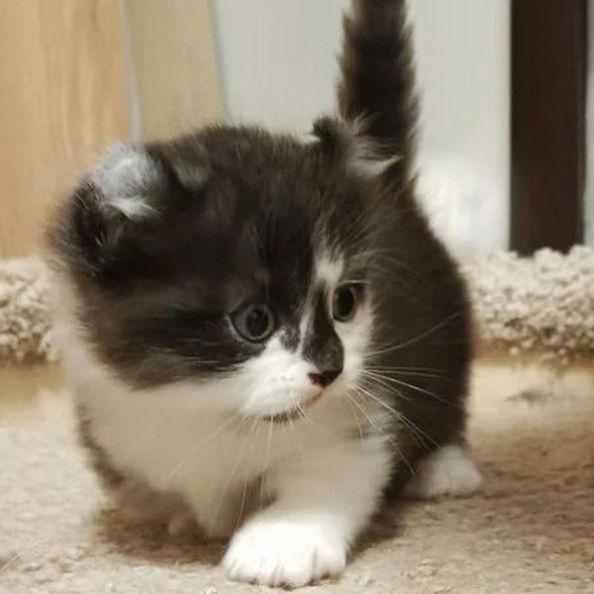 Кинкалоу котёнок