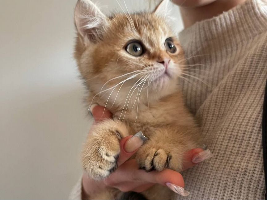Британские котята, девочка