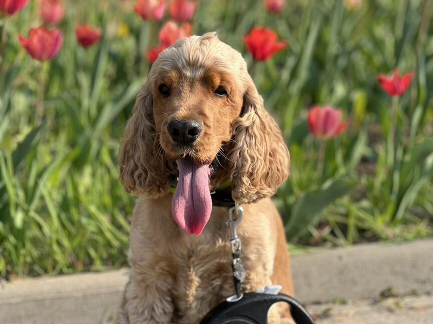 Кокер спаниель вязка