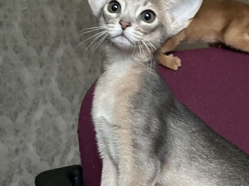 Абиссинская кошечка