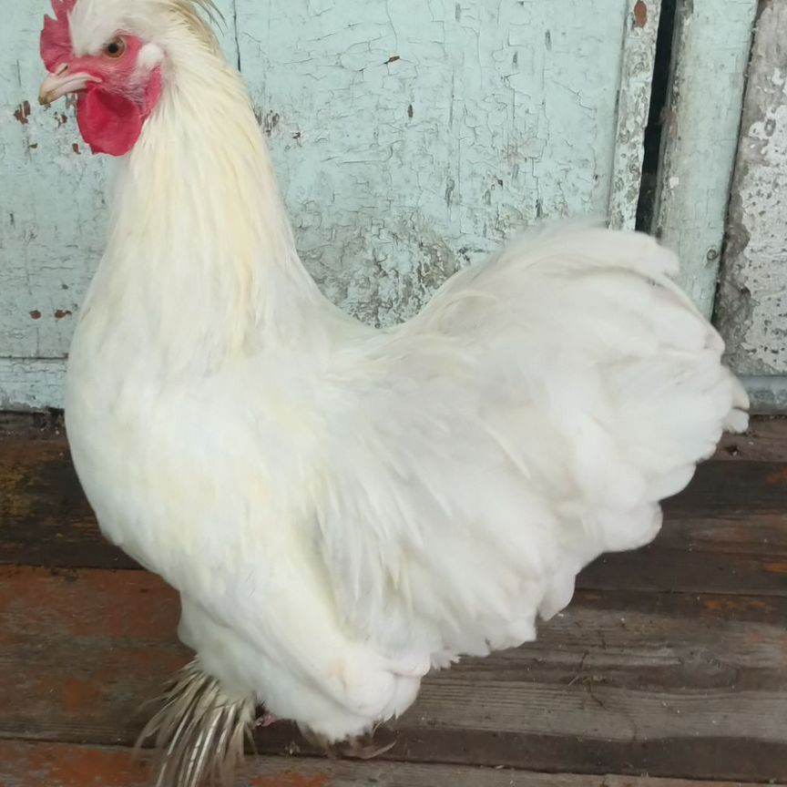 Петушки карликовые