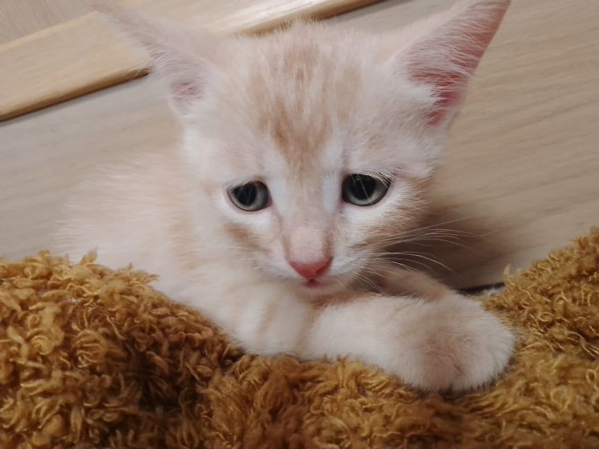 Котята шотландской кошки
