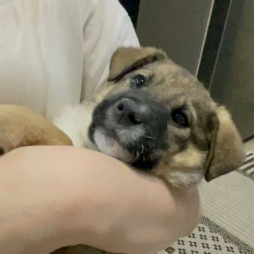 Щенок в добрые руки