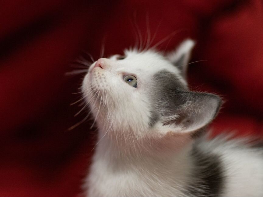 Прелестные умненькие котята