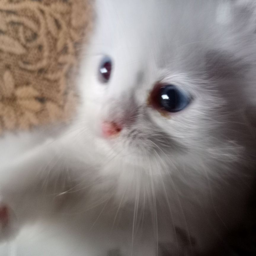Отдам в хорошие руки котенка