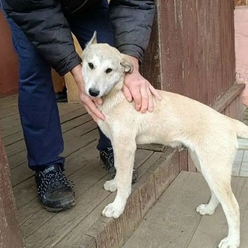 Щенок в добрые руки