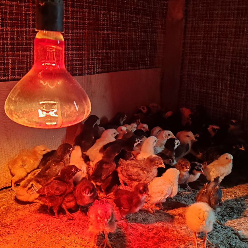 Цыплята несушки