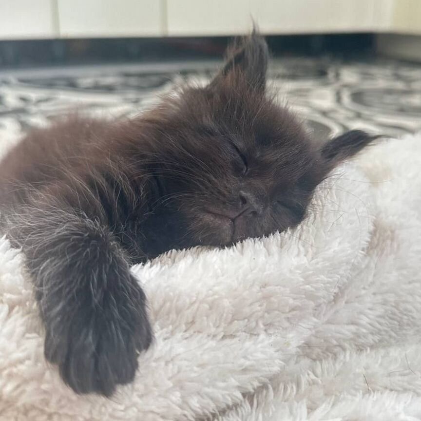 Мейн-кун котёнок