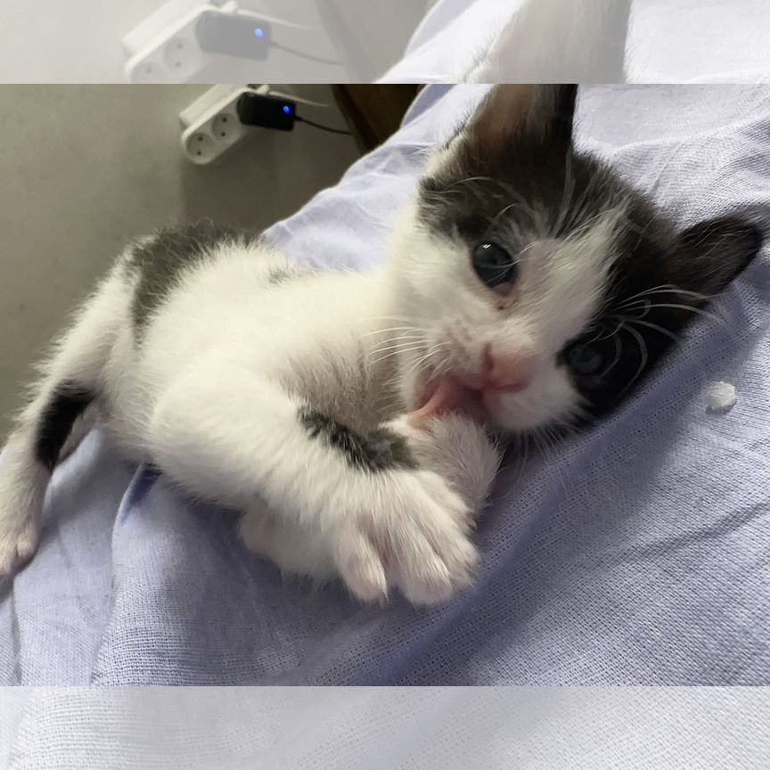 Канадский сфинкс котёнок