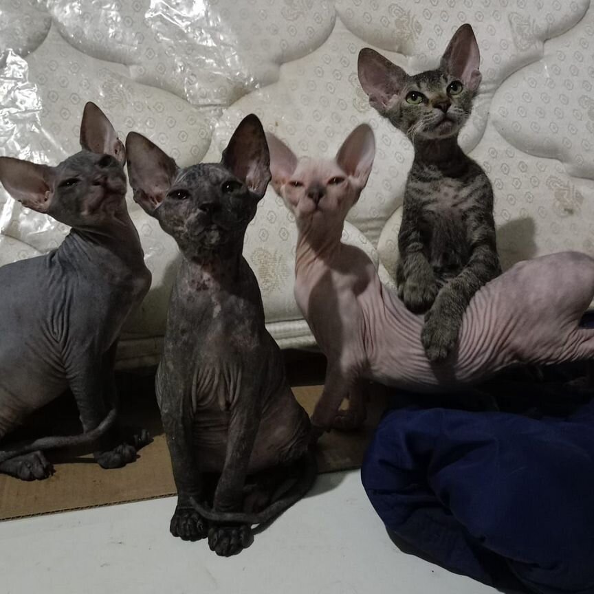 Котята сфинкс