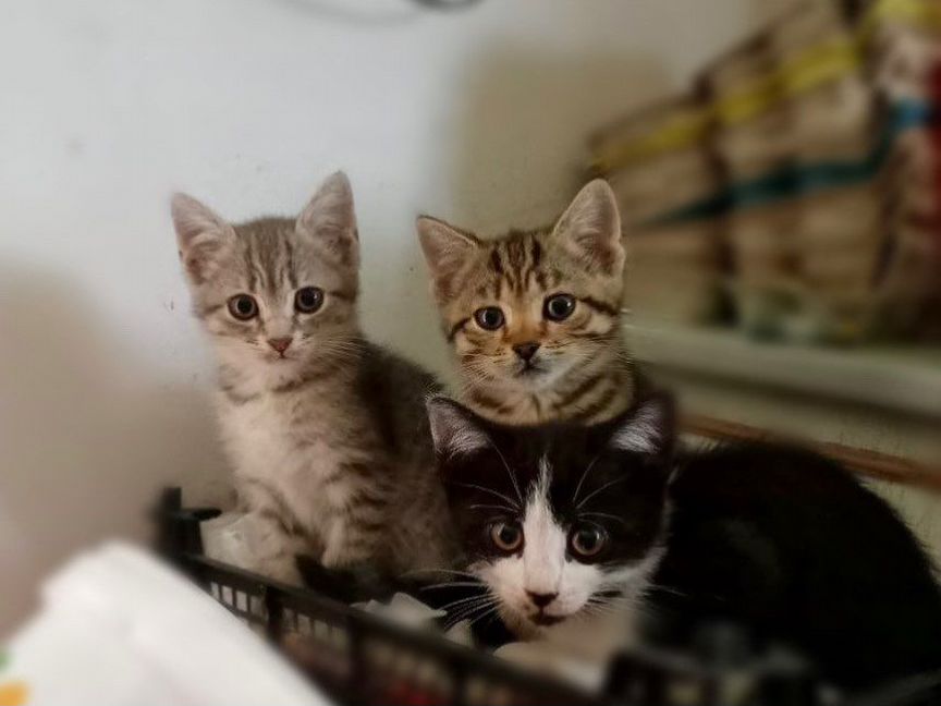 Котята в добрые руки бесплатно