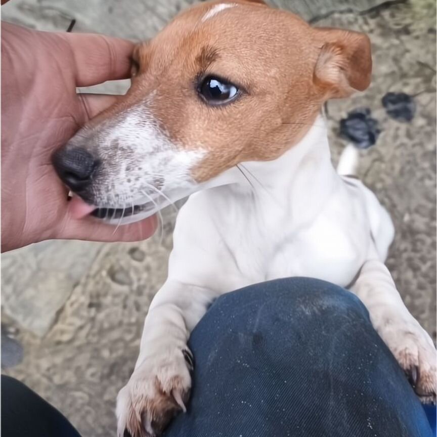 Джек-рассел-терьер, щенок