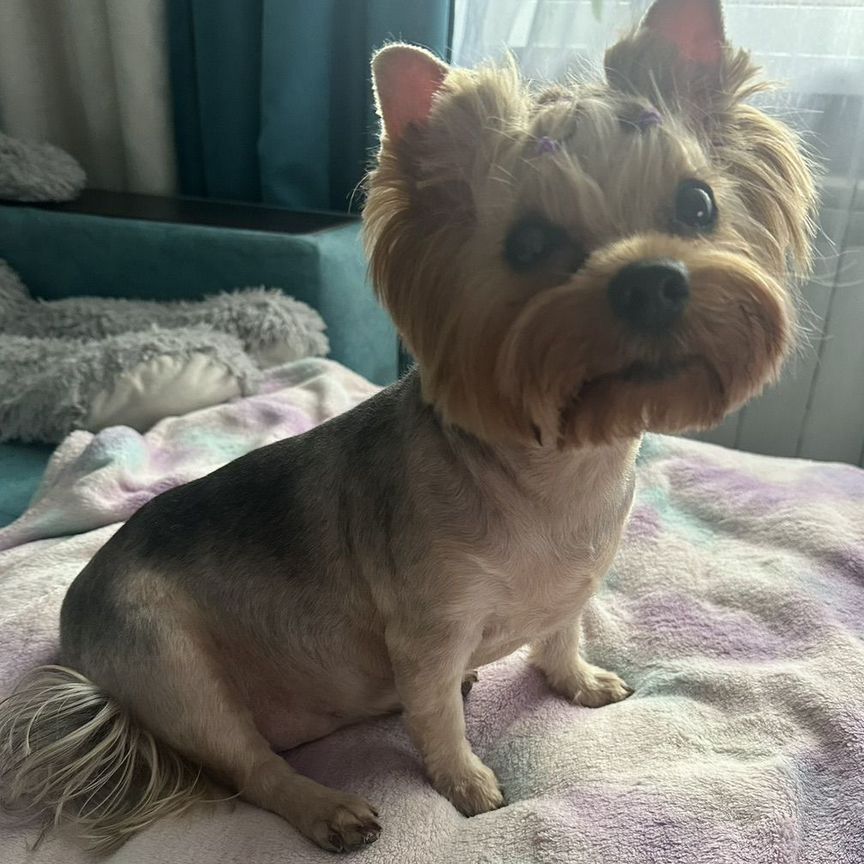 Йоркширский терьер, взрослая собака