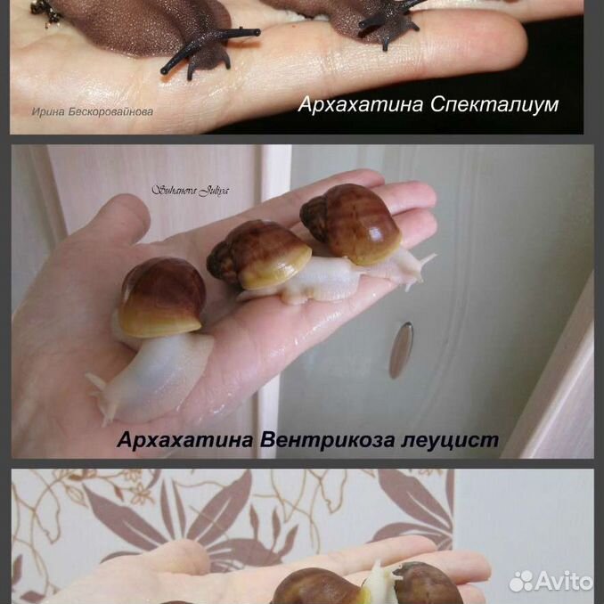 Улитки архахатины