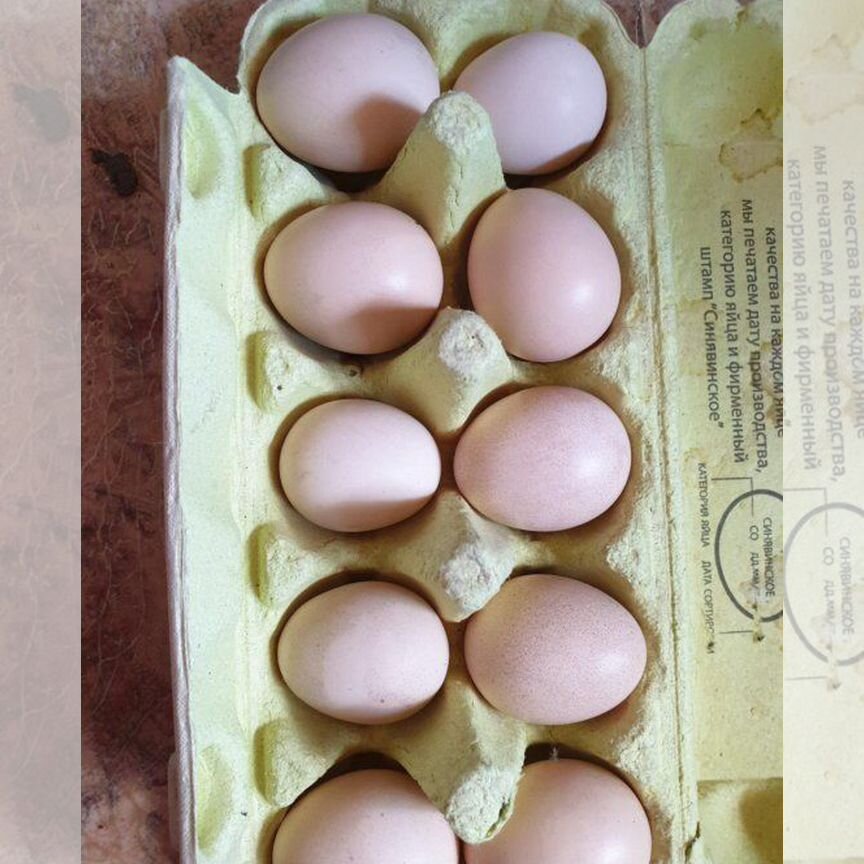 Яйца инкубационные китайский шелк