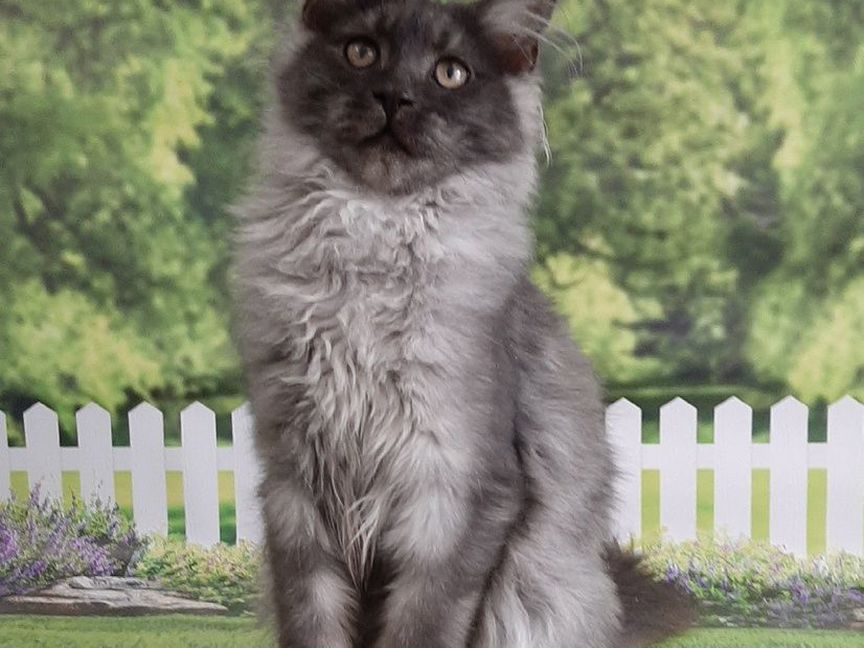 Котик, окраc черный дым