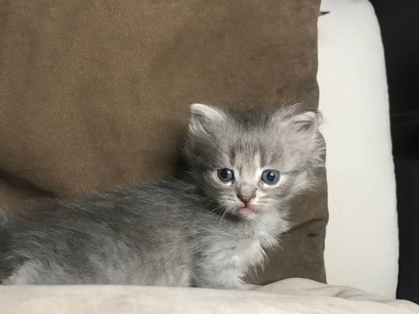 Котенок(мальчик)