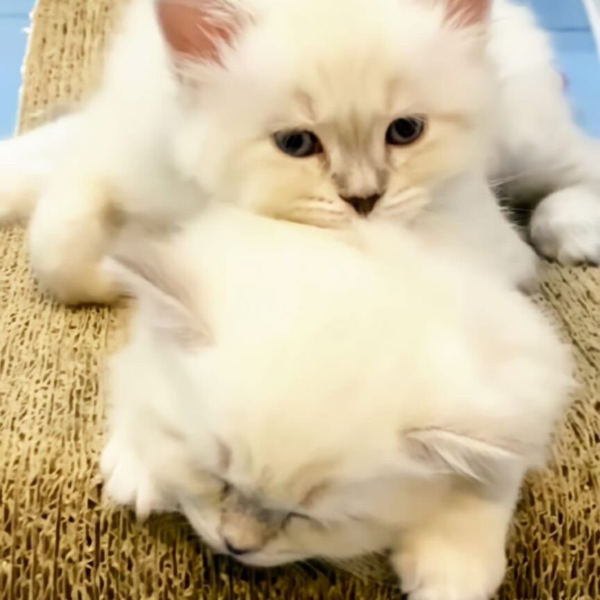 Невские кошечки