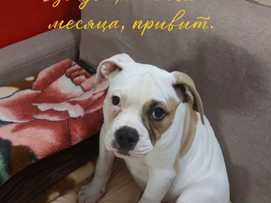 Американский бульдог щенок