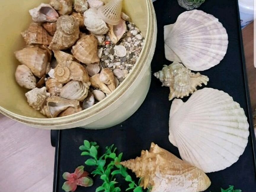 Грунт в аквариум ракушки водоросли камни в аквариу