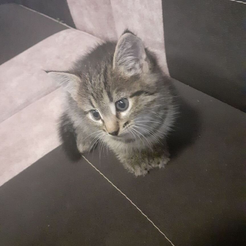 Котенок мальчик