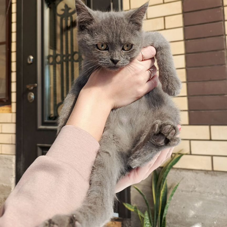 Шотландские котята