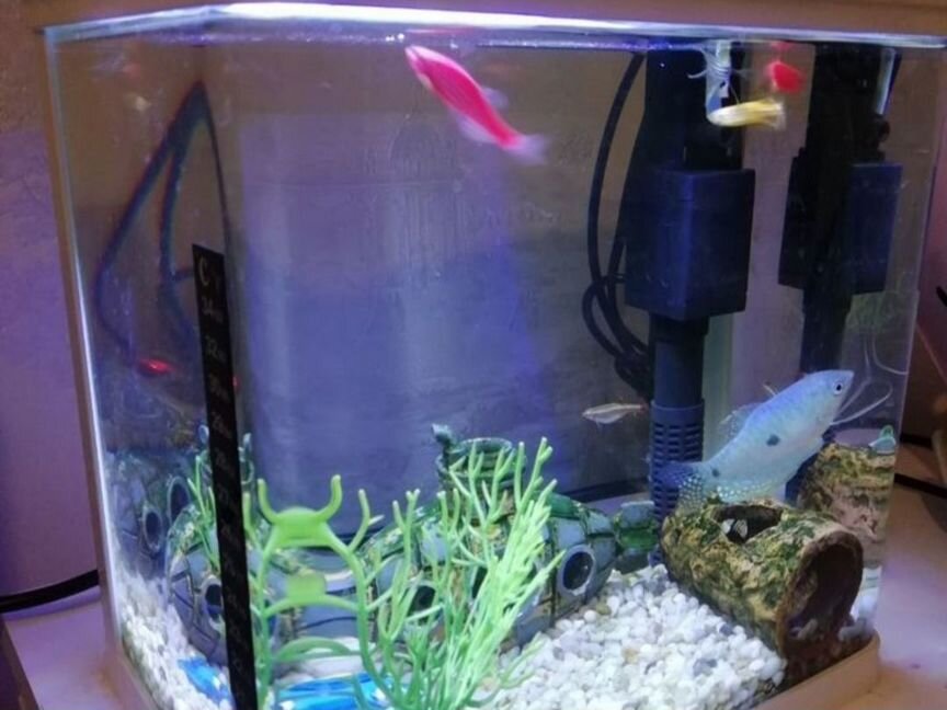 Обзорный аквариума